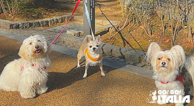 Traveling with pet to Italy: a step-by-step guide