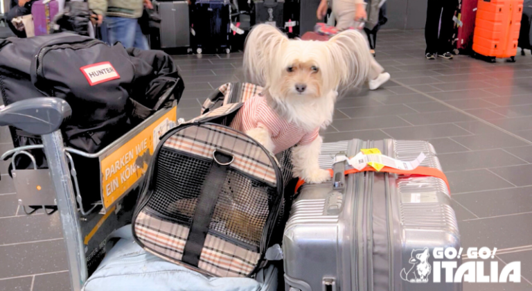 Traveling with pet to Italy: a step-by-step guide